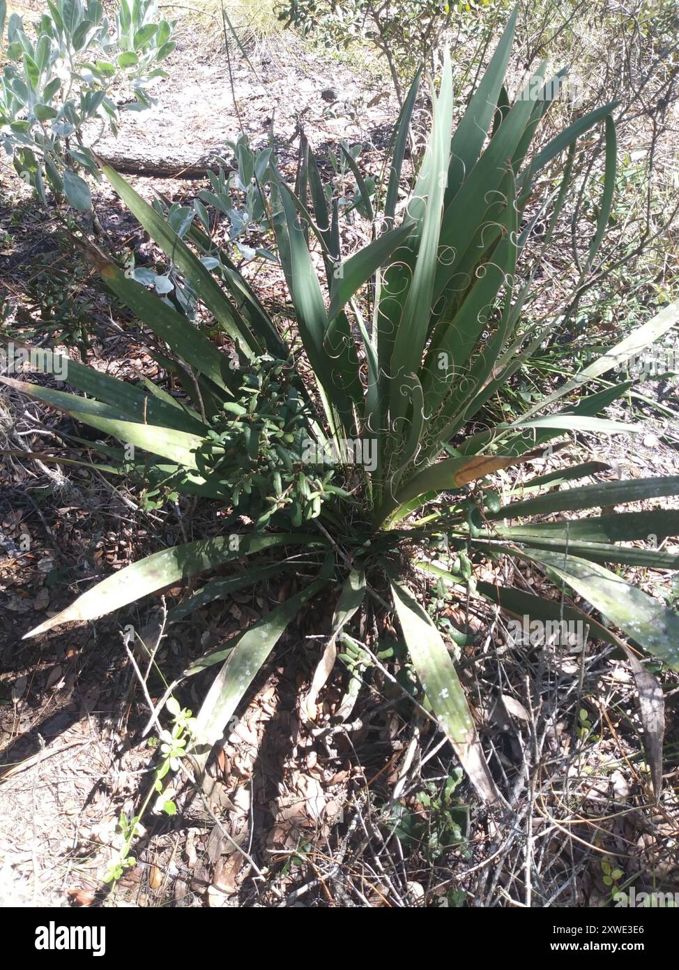common yucca (Yucca filamentosa) Plantae Stock Photo - Alamy