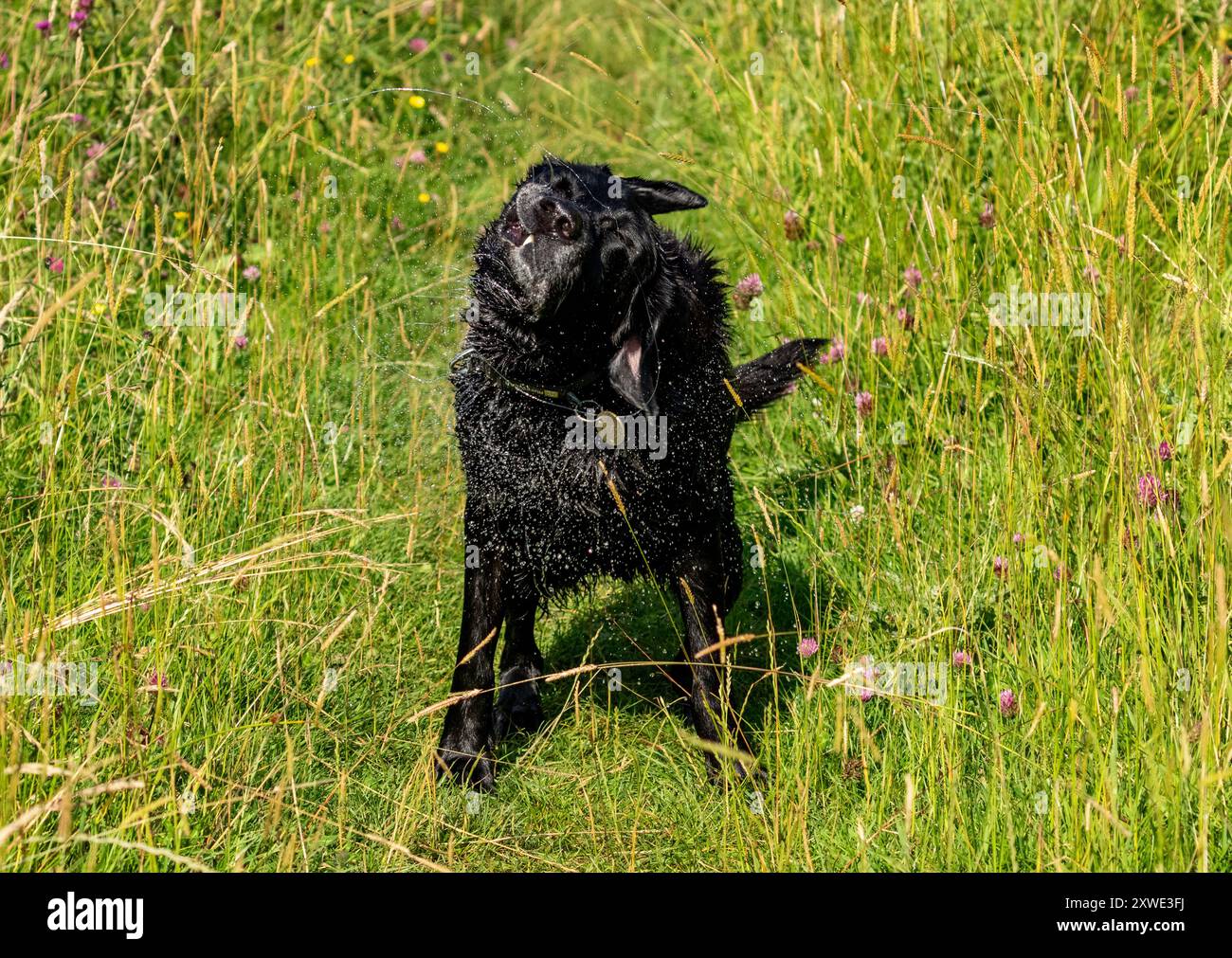 A black labrador retriever shaking water off his fur after going for a ...