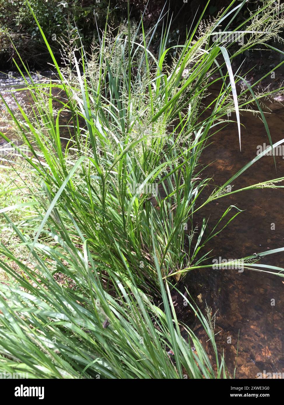redtop panicgrass (Coleataenia rigidula) Plantae Stock Photo - Alamy