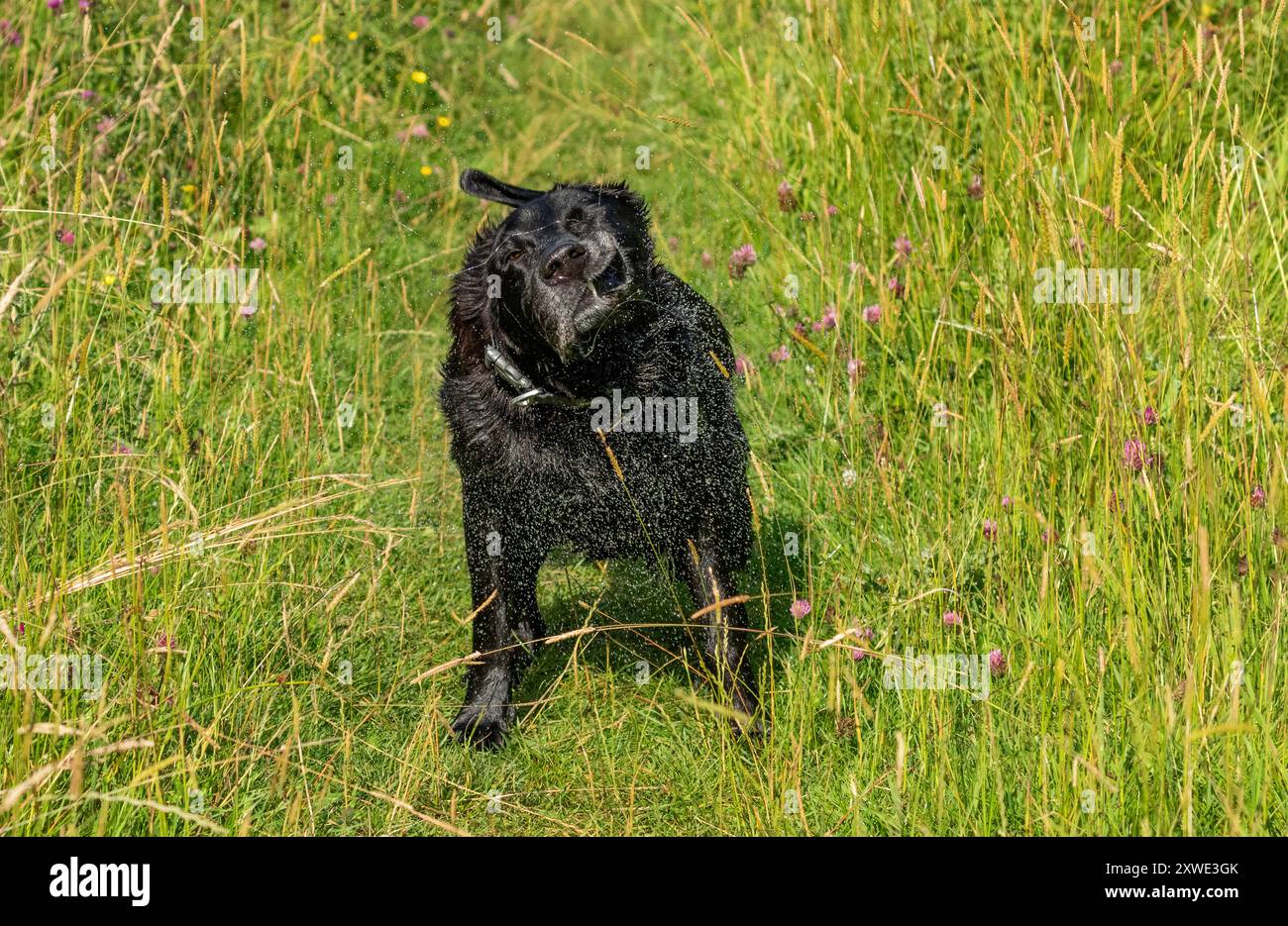 A black labrador retriever shaking water off his fur after going for a ...