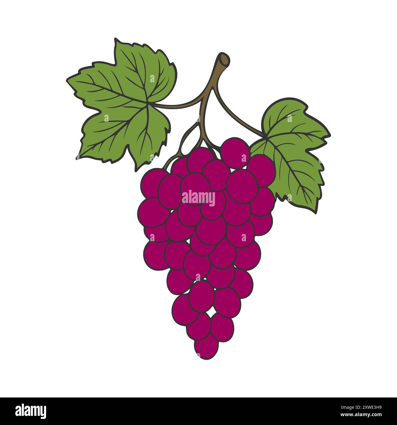 Grapevine bunch with burgundy berries and leaves on white background ...