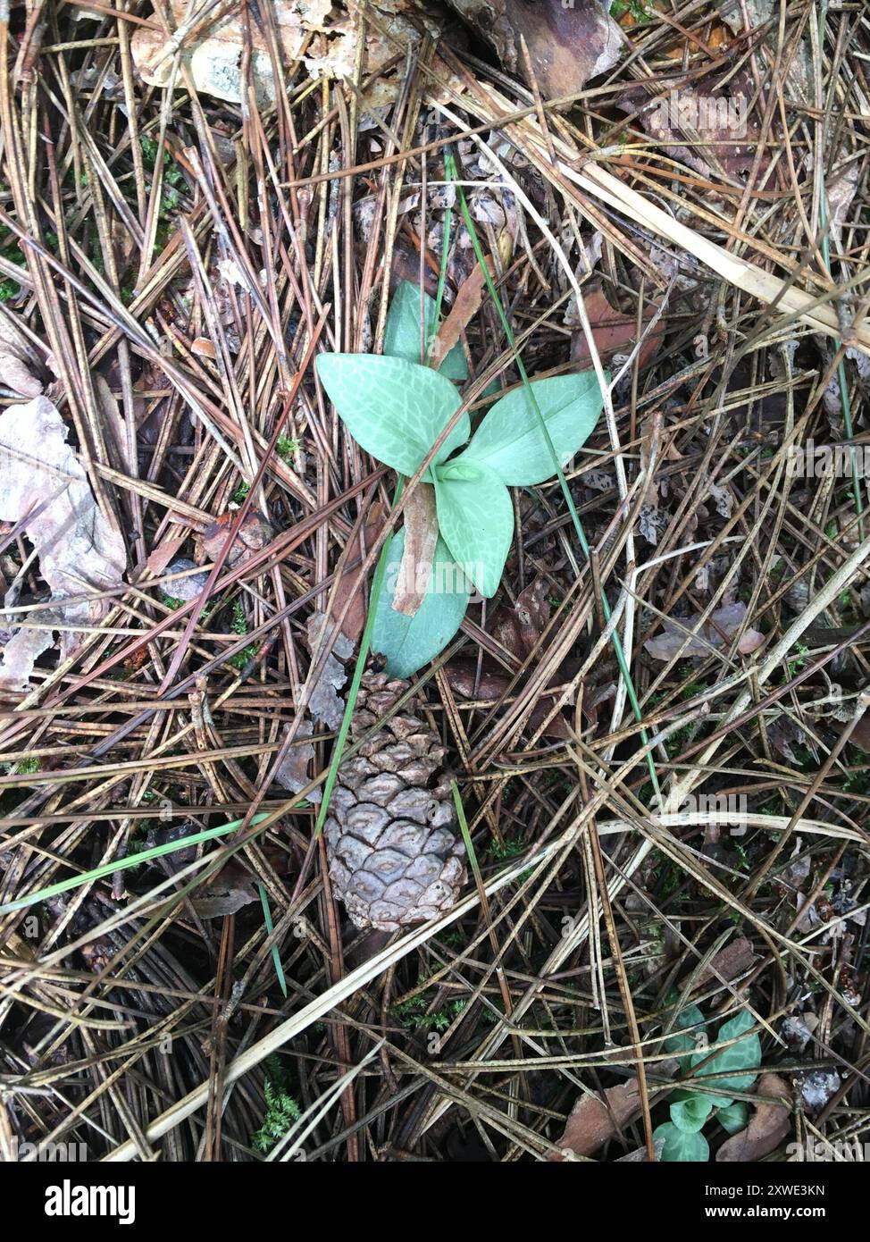checkered rattlesnake plantain (Goodyera tesselata) Plantae Stock Photo ...