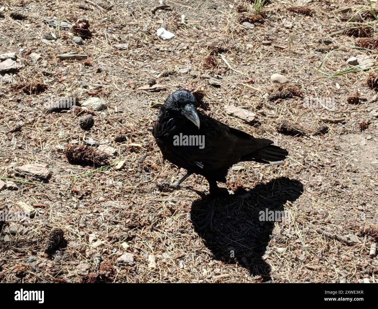 Common Raven (Corvus corax) Aves Stock Photo - Alamy