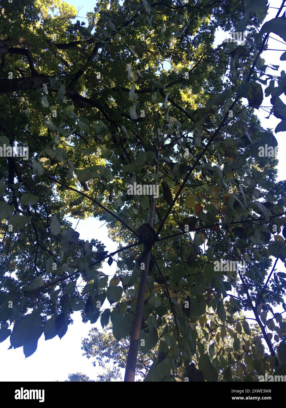 Wonder tree (Idesia polycarpa) Plantae Stock Photo - Alamy