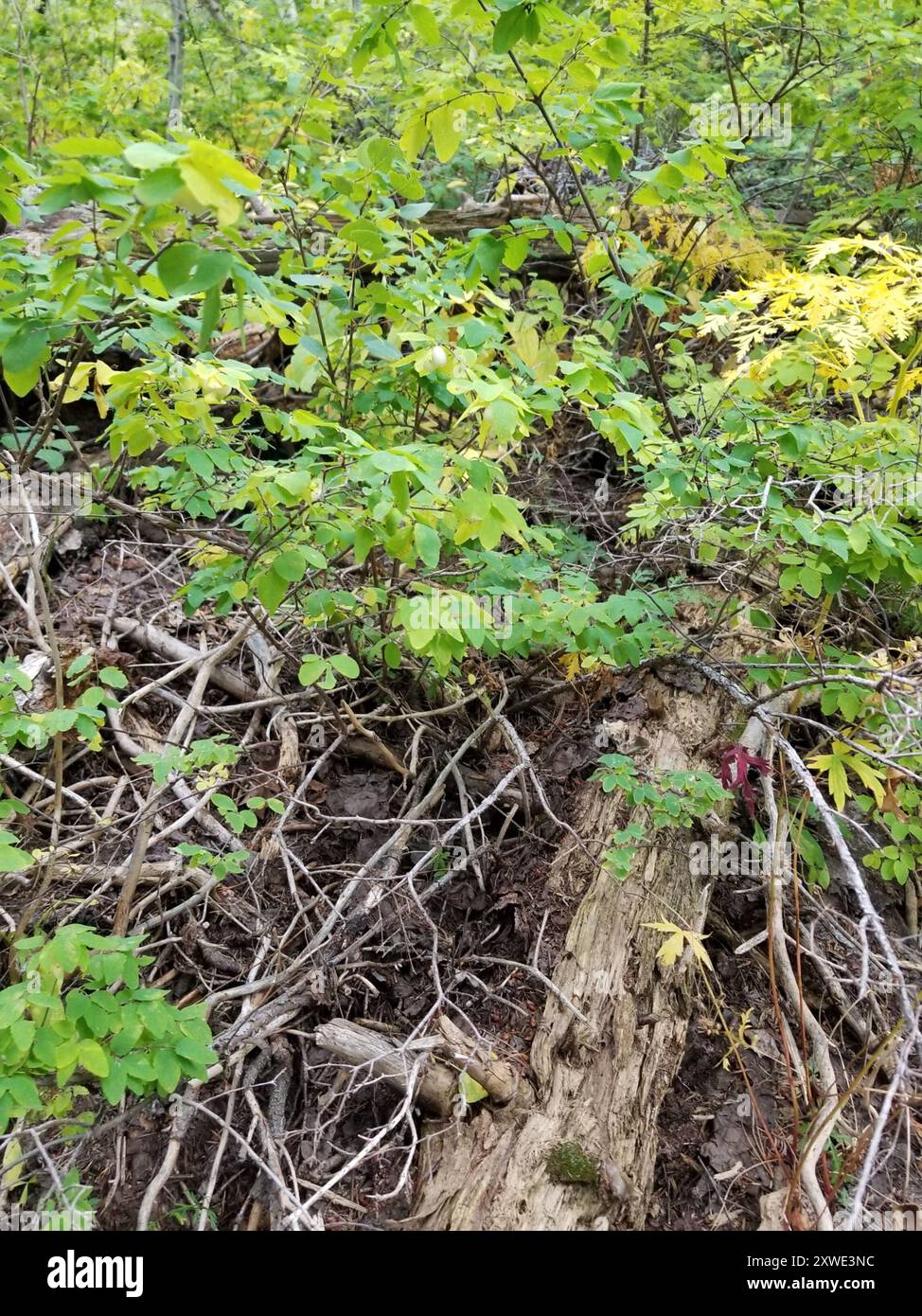 Common Snowberry (Symphoricarpos albus) Plantae Stock Photo - Alamy