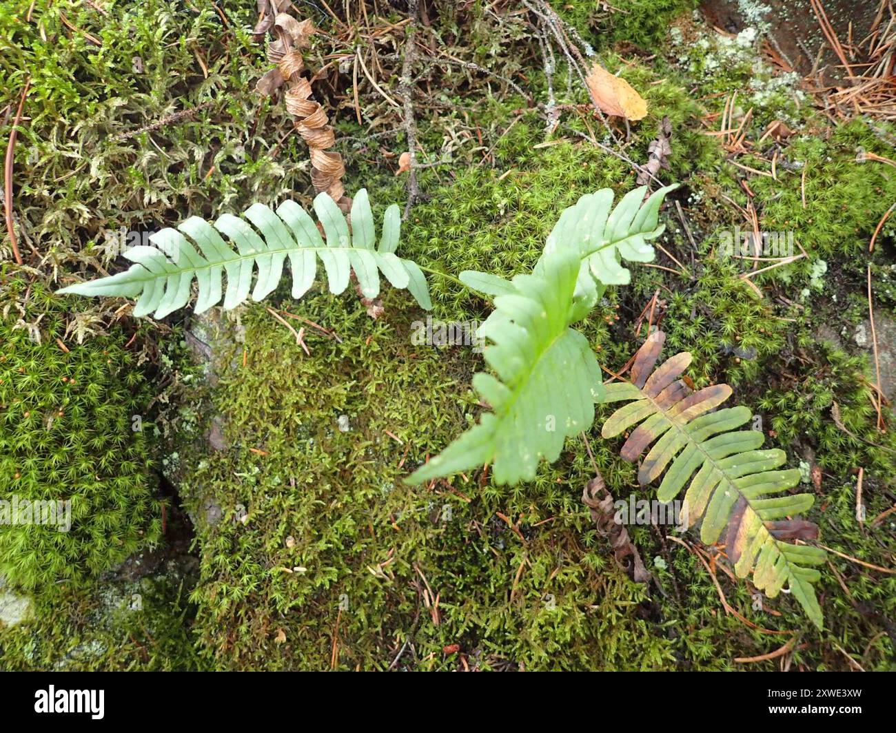 rock polypody (Polypodium virginianum) Plantae Stock Photo - Alamy