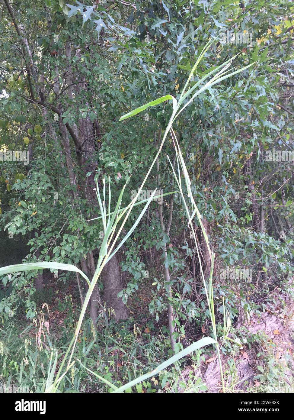 Itchgrass (Rottboellia cochinchinensis) Plantae Stock Photo - Alamy