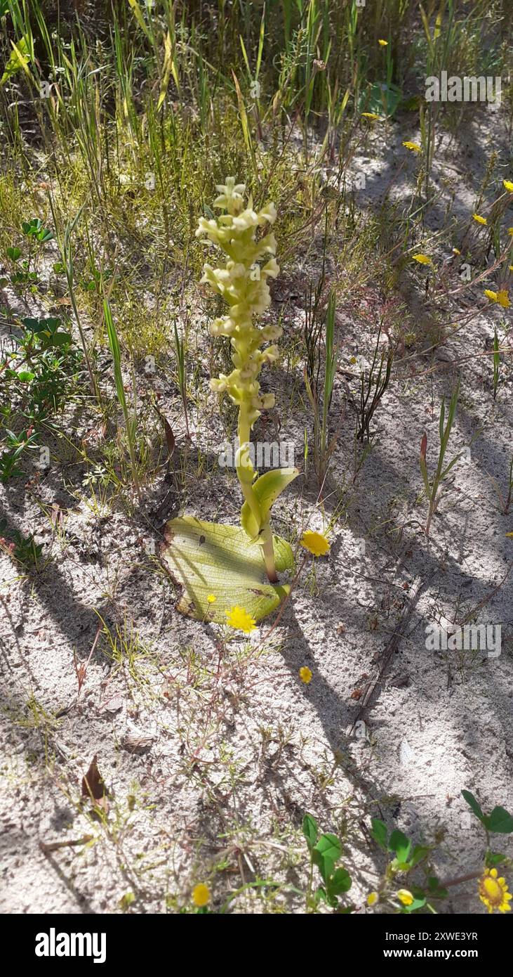 Pterygodium volucris hi-res stock photography and images - Alamy