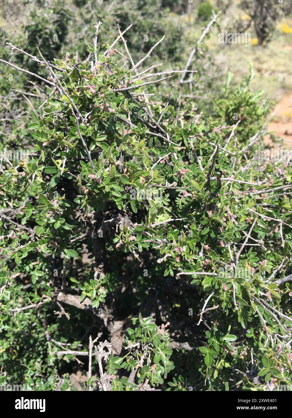 little leaf sumac (Rhus microphylla) Plantae Stock Photo - Alamy