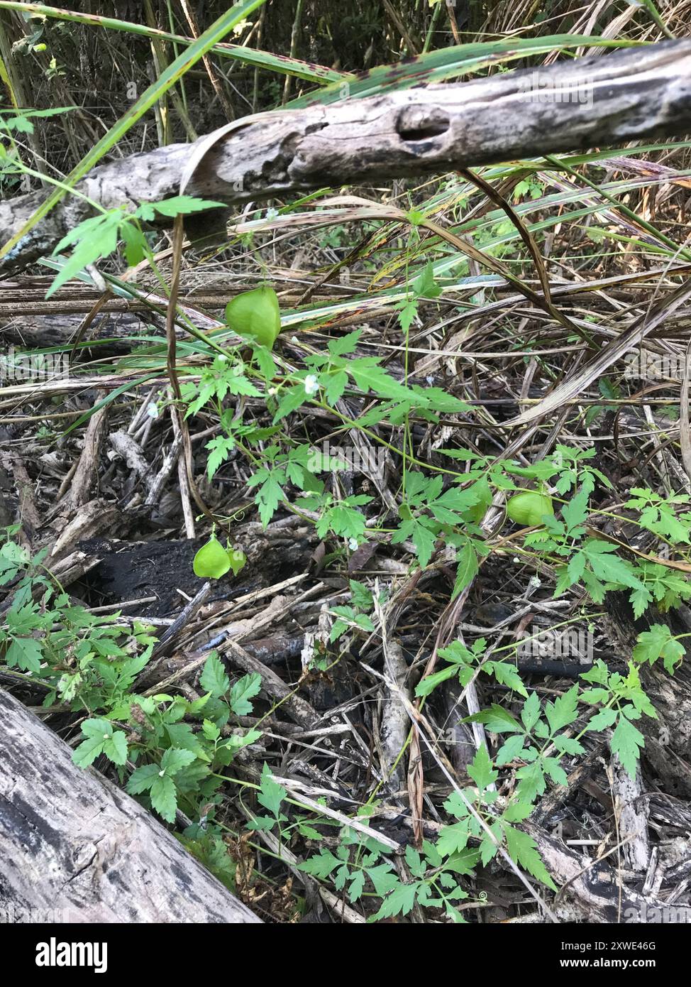 Lesser Balloon Vine (Cardiospermum halicacabum) Plantae Stock Photo - Alamy