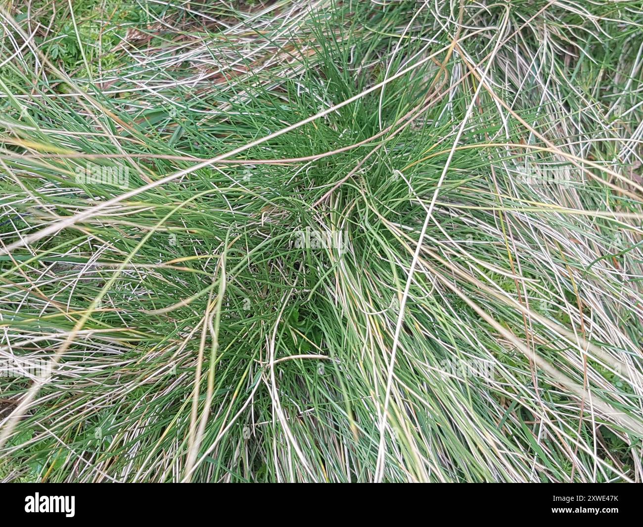 Matgrass hi-res stock photography and images - Alamy