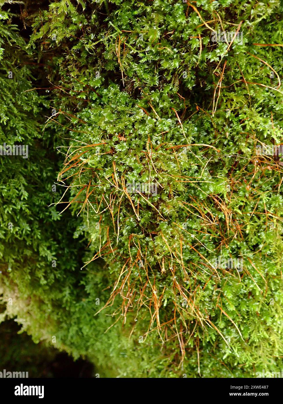 magnificent leafy moss (Plagiomnium venustum) Plantae Stock Photo - Alamy