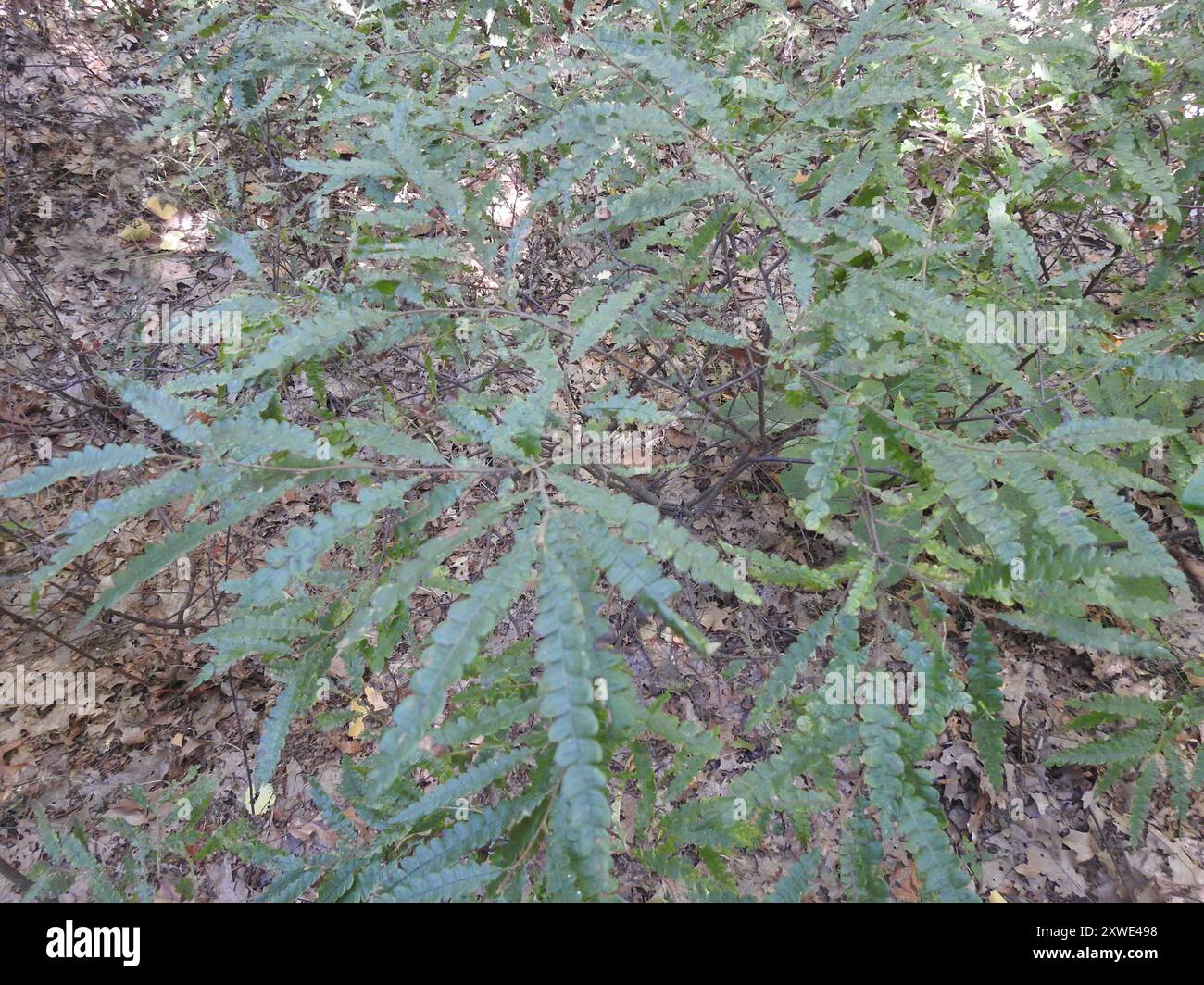 sweetfern (Comptonia peregrina) Plantae Stock Photo - Alamy