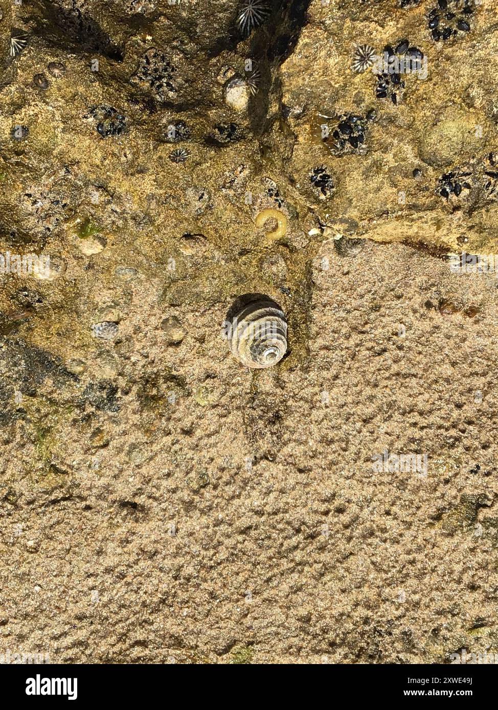 Southern ribbed top snail (Austrocochlea constricta) Mollusca Stock ...