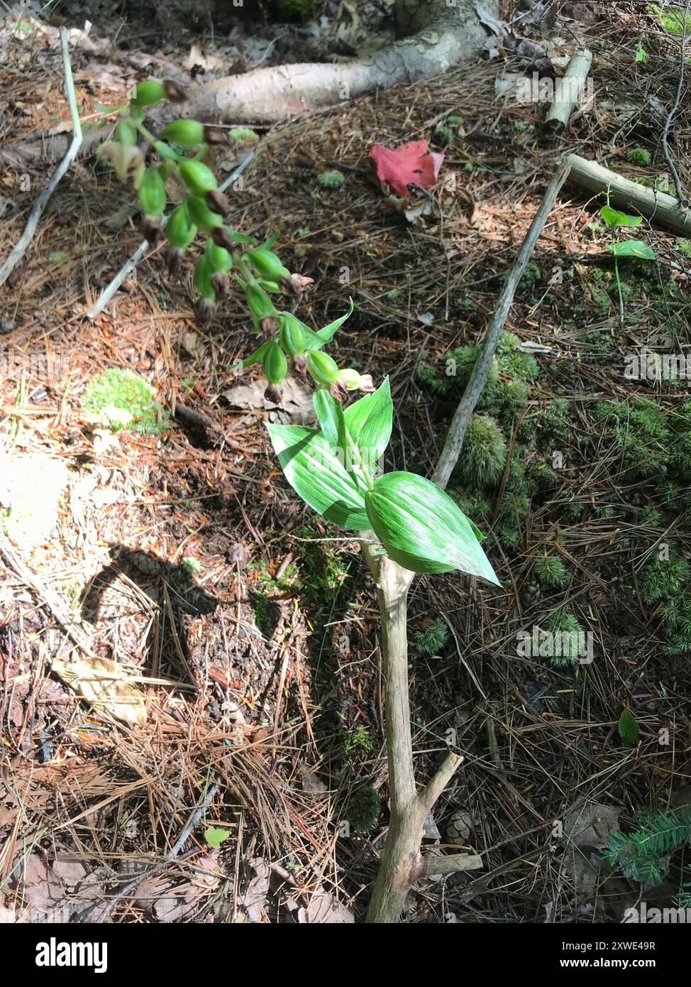 Broad-leaved helleborine (Epipactis helleborine) Plantae Stock Photo ...