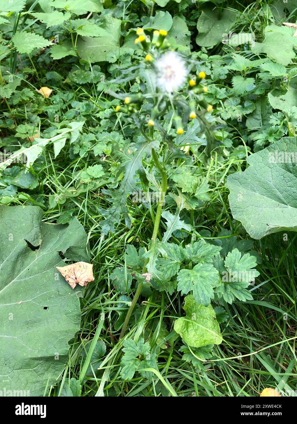 common groundsel (Senecio vulgaris) Plantae Stock Photo - Alamy