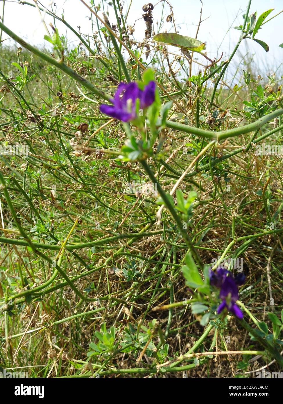 Alfalfa (Medicago sativa) Plantae Stock Photo - Alamy