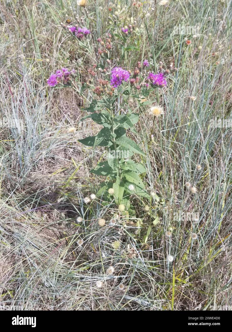 Western Ironweed (Vernonia baldwinii) Plantae Stock Photo - Alamy