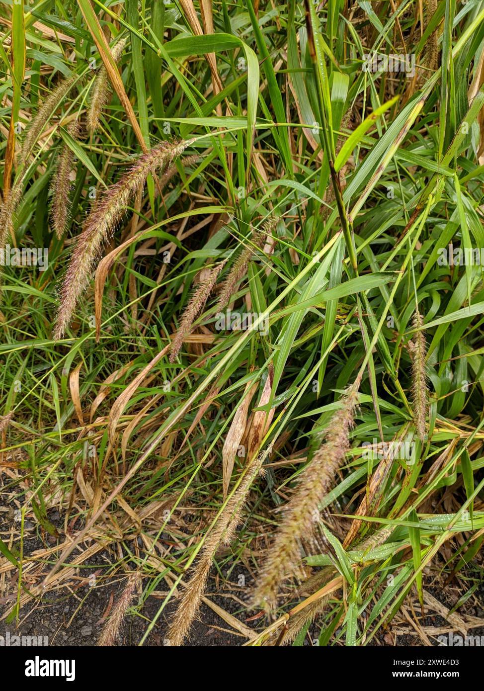 napier grass (Cenchrus purpureus) Plantae Stock Photo - Alamy