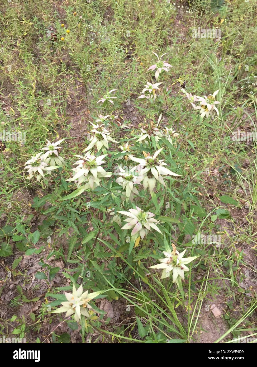 common spotted horse mint (Monarda punctata punctata) Plantae Stock ...