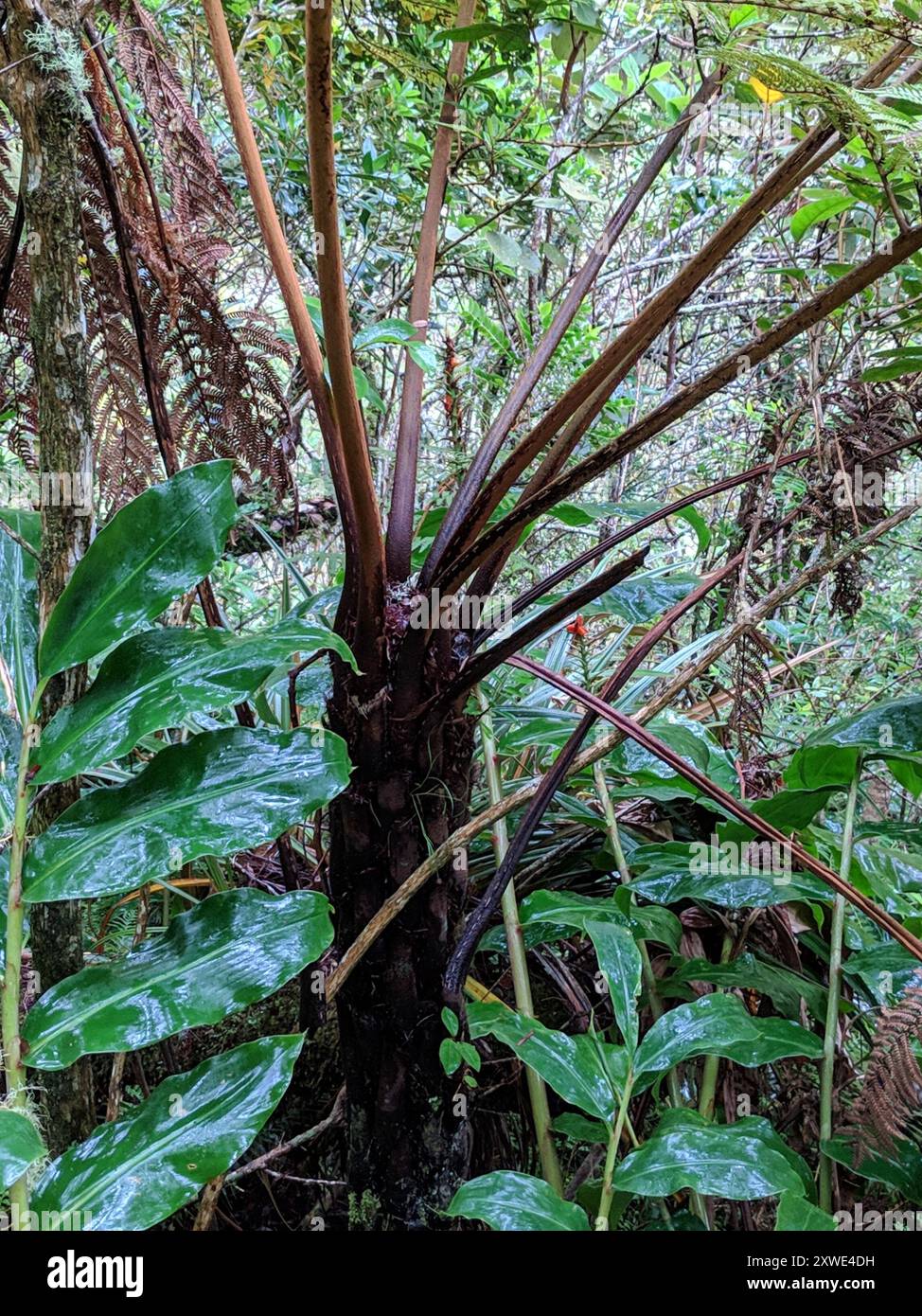 scaly tree ferns (Cyathea) Plantae Stock Photo - Alamy