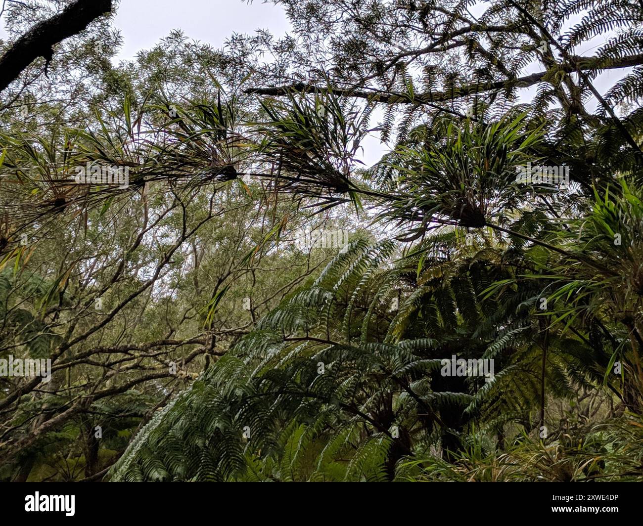 Borbonicus hi-res stock photography and images - Alamy