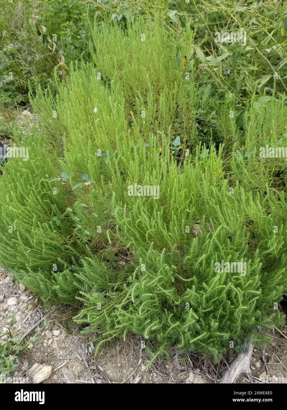 Narrowleaf Marsh-elder (Iva angustifolia) Plantae Stock Photo - Alamy