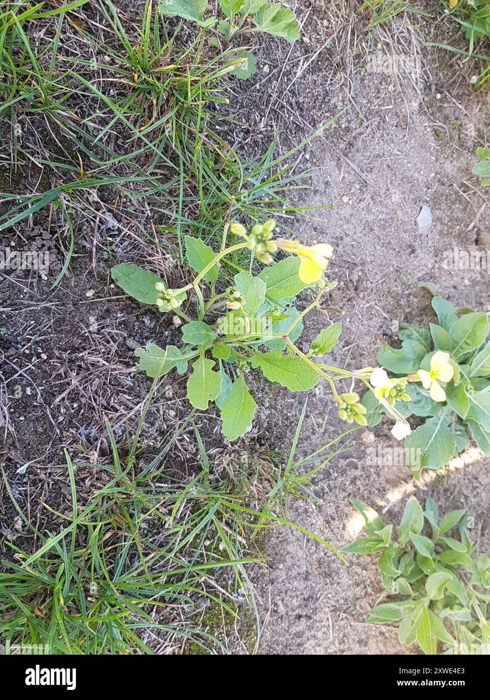 mustard family (Brassicaceae) Plantae Stock Photo - Alamy