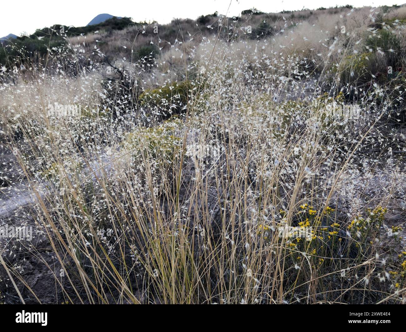 Sand Ricegrass (Eriocoma hymenoides) Plantae Stock Photo - Alamy