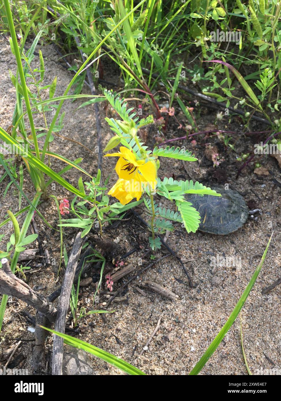 partridge pea (Chamaecrista fasciculata) Plantae Stock Photo - Alamy