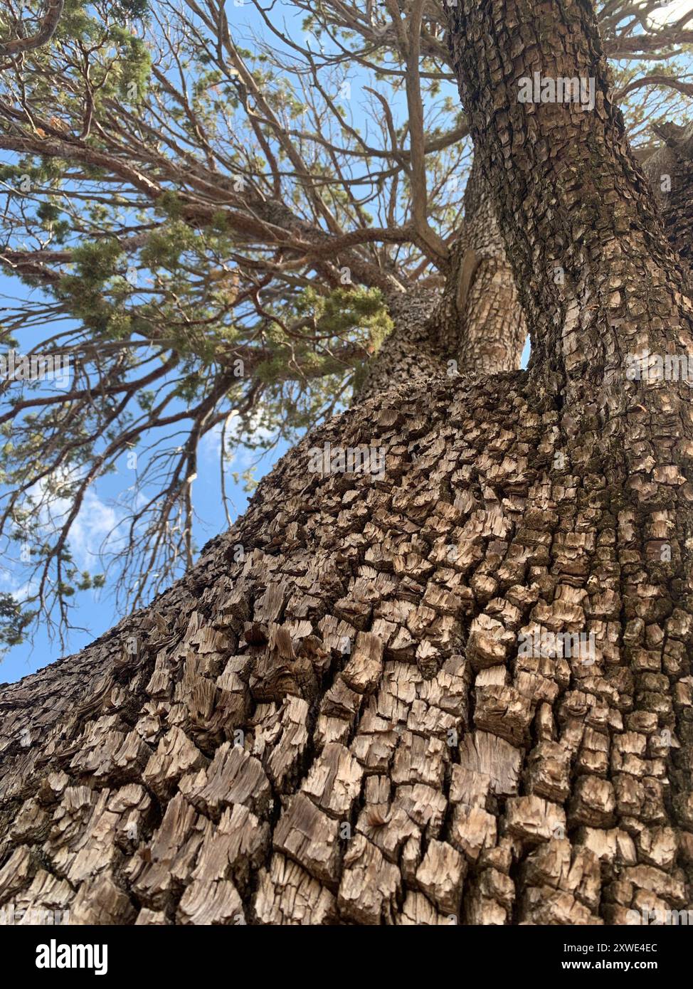 alligator juniper (Juniperus deppeana) Plantae Stock Photo - Alamy