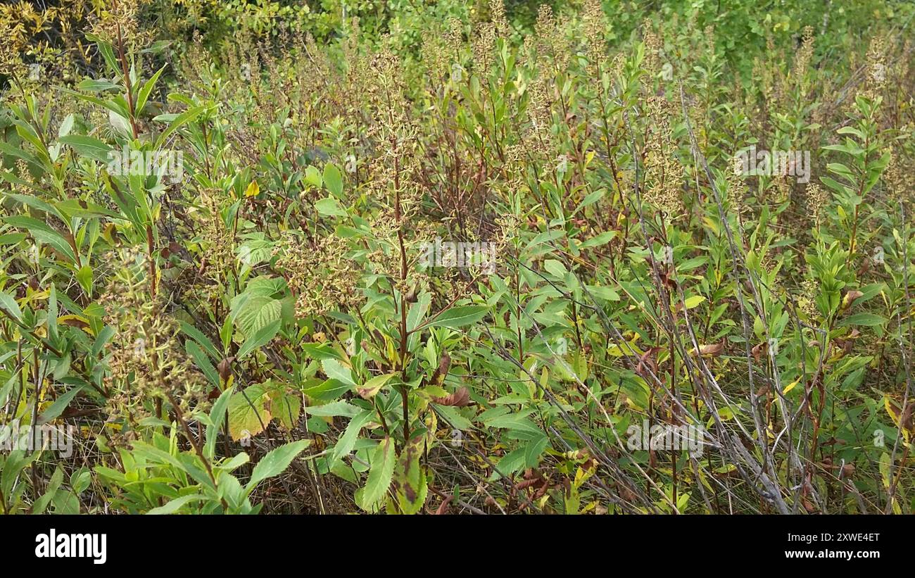 white meadowsweet (Spiraea alba) Plantae Stock Photo - Alamy