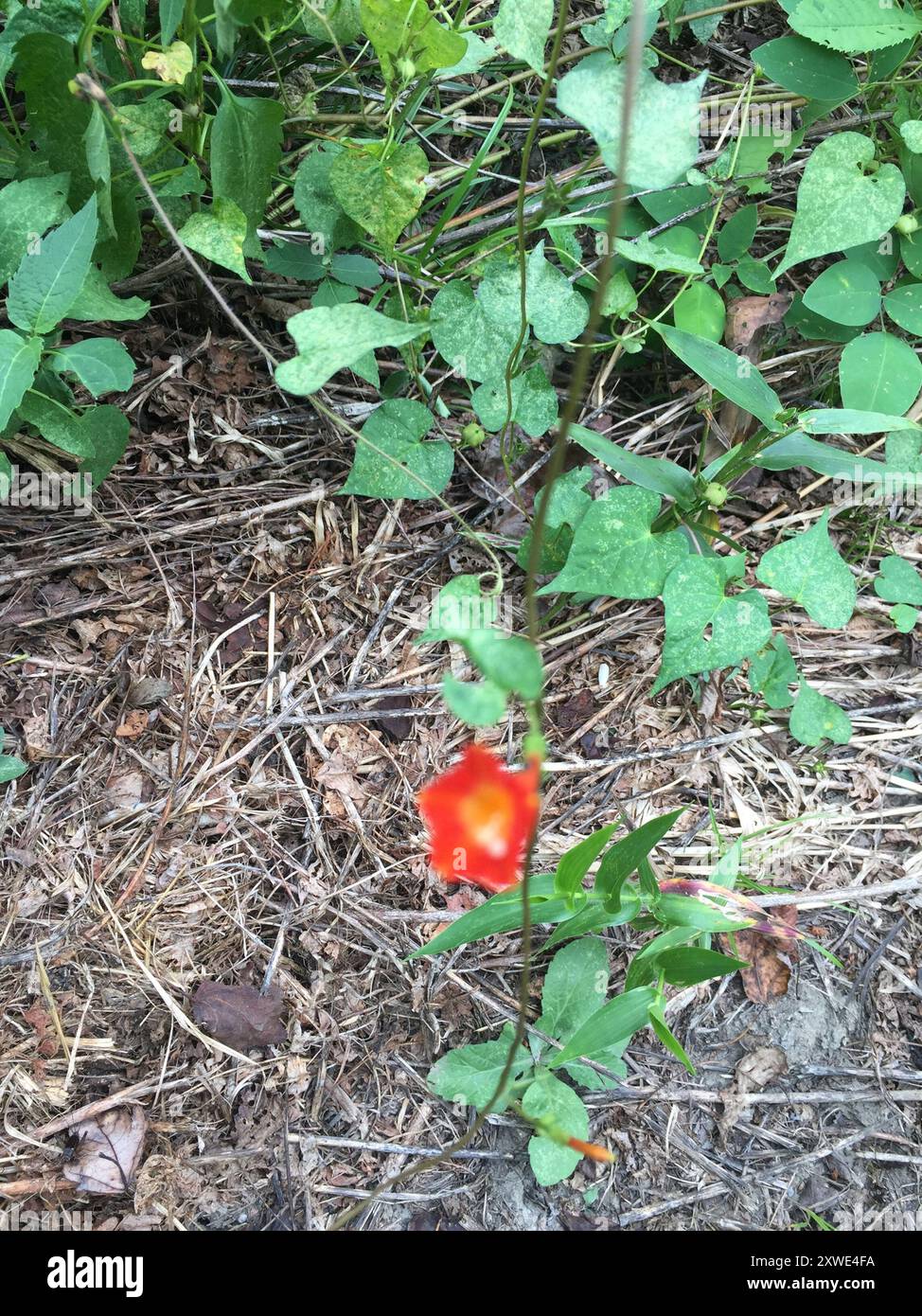 red morning glory (Ipomoea coccinea) Plantae Stock Photo - Alamy