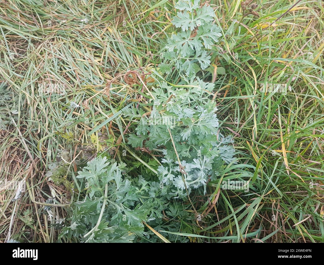 absinthe wormwood (Artemisia absinthium) Plantae Stock Photo - Alamy