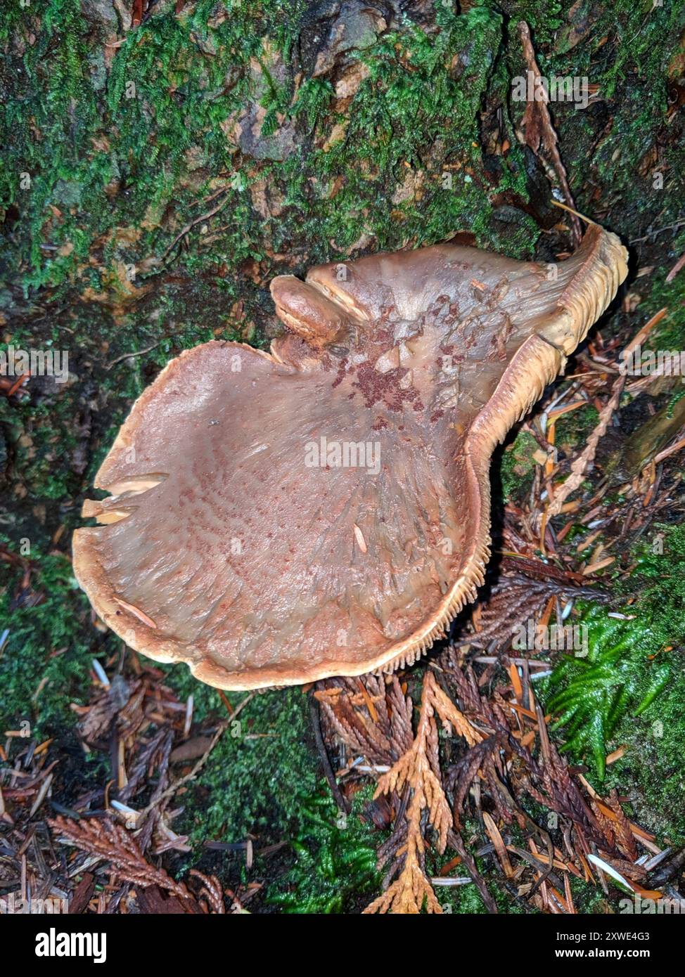 Velvet-footed Pax (Tapinella atrotomentosa) Fungi Stock Photo - Alamy