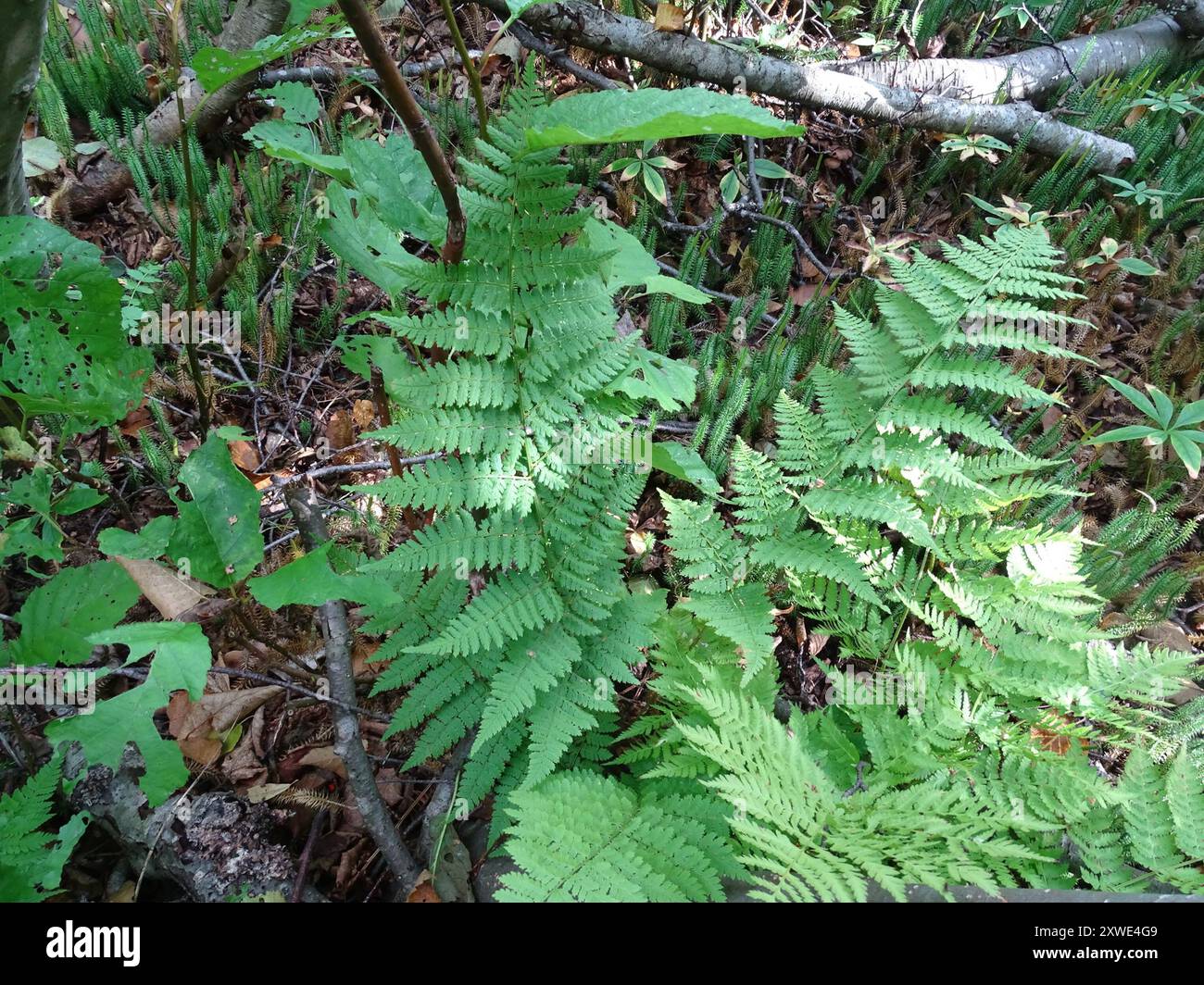 intermediate wood fern (Dryopteris intermedia) Plantae Stock Photo - Alamy