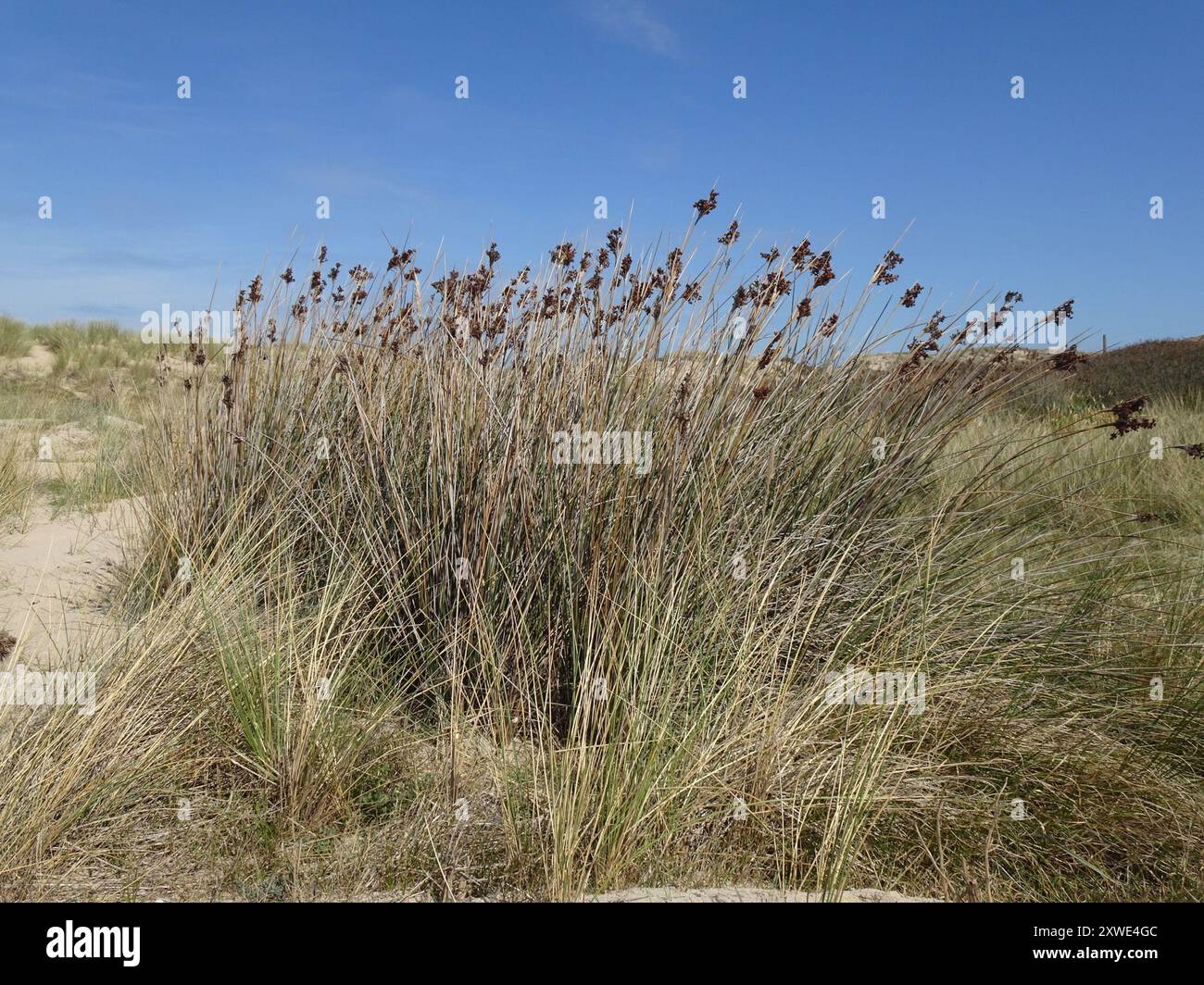 spiny rush (Juncus acutus) Plantae Stock Photo - Alamy