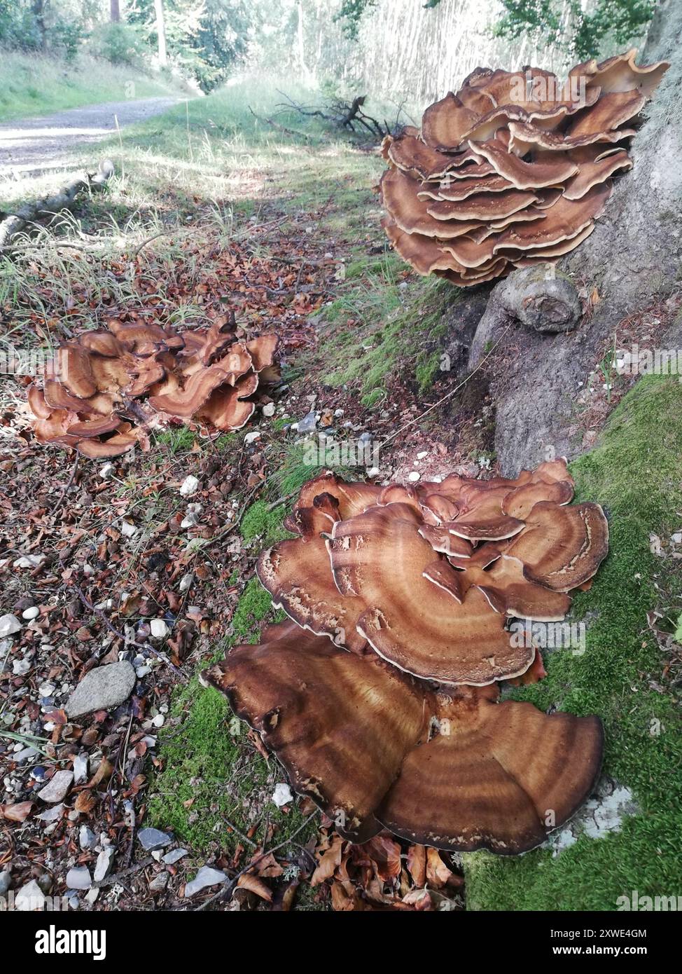 Giant Polypore (Meripilus giganteus) Fungi Stock Photo - Alamy