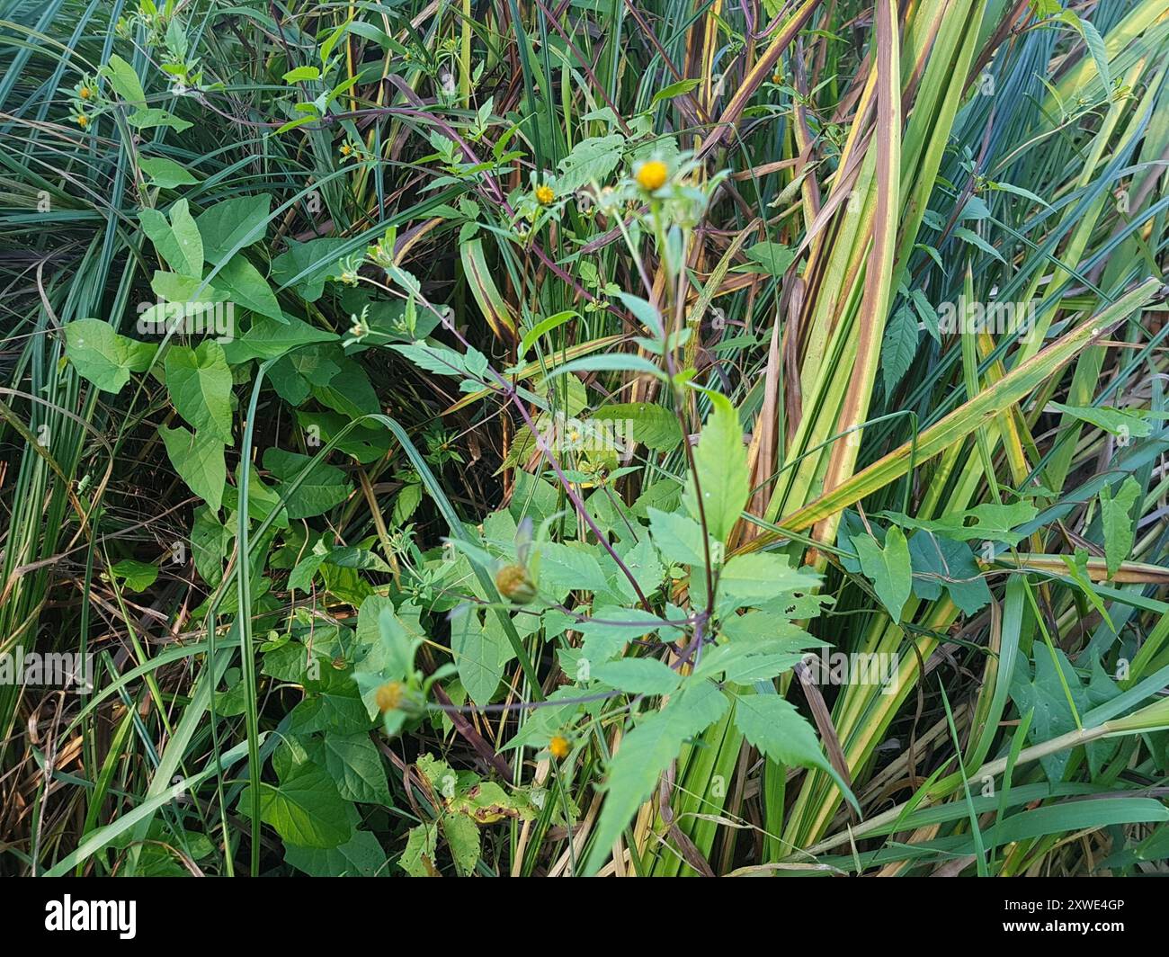 Devil's Beggarticks (Bidens frondosa) Plantae Stock Photo - Alamy