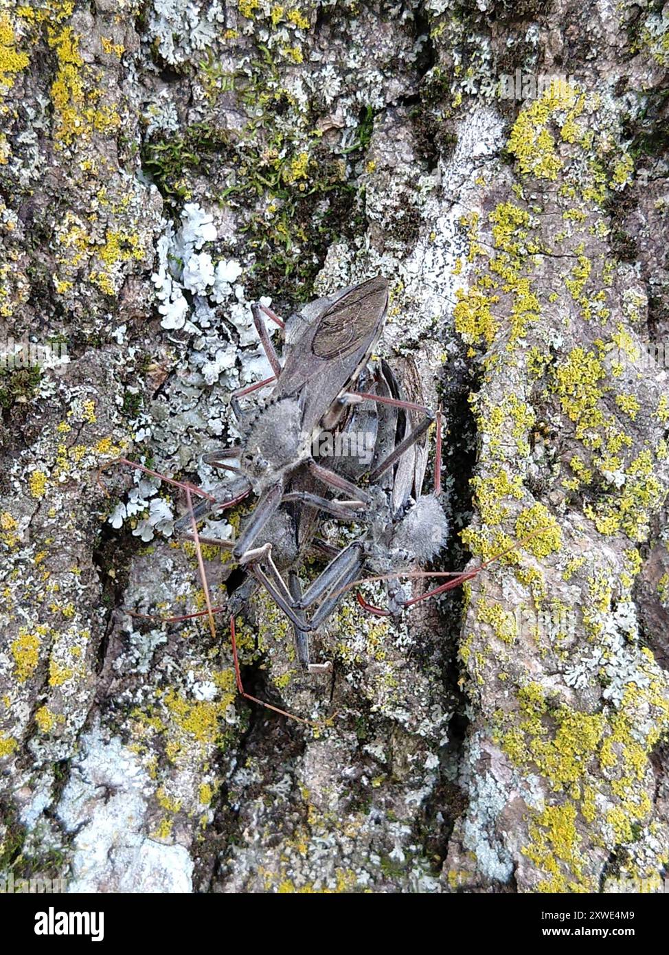 North American Wheel Bug (Arilus cristatus) Insecta Stock Photo - Alamy