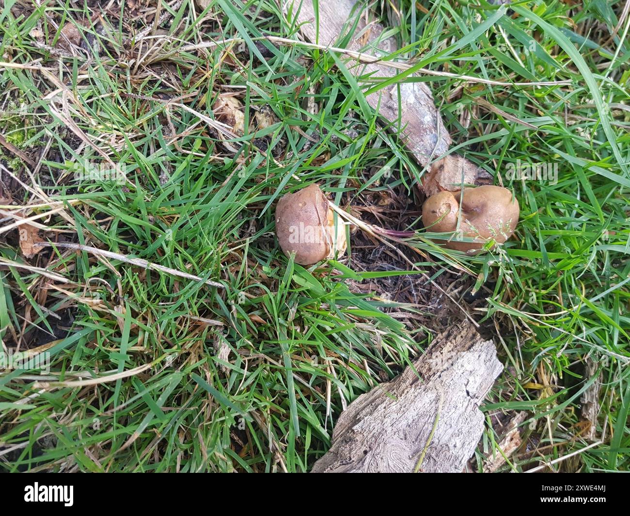 Bay Bolete (Imleria badia) Fungi Stock Photo - Alamy
