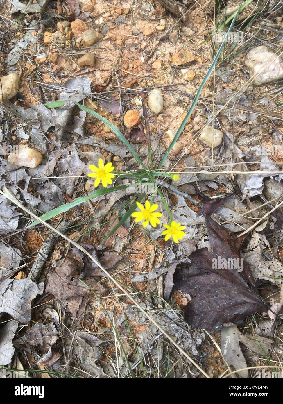 Pineland Silkgrass (Pityopsis aspera) Plantae Stock Photo - Alamy