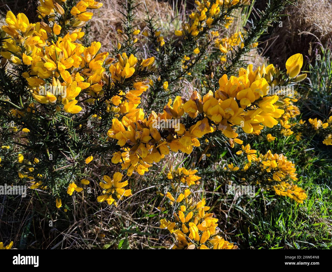 gorse (Ulex europaeus) Plantae Stock Photo - Alamy