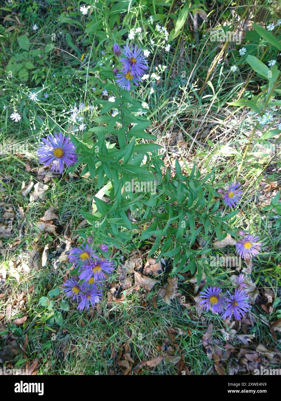 asters and allies (Astereae) Plantae Stock Photo - Alamy