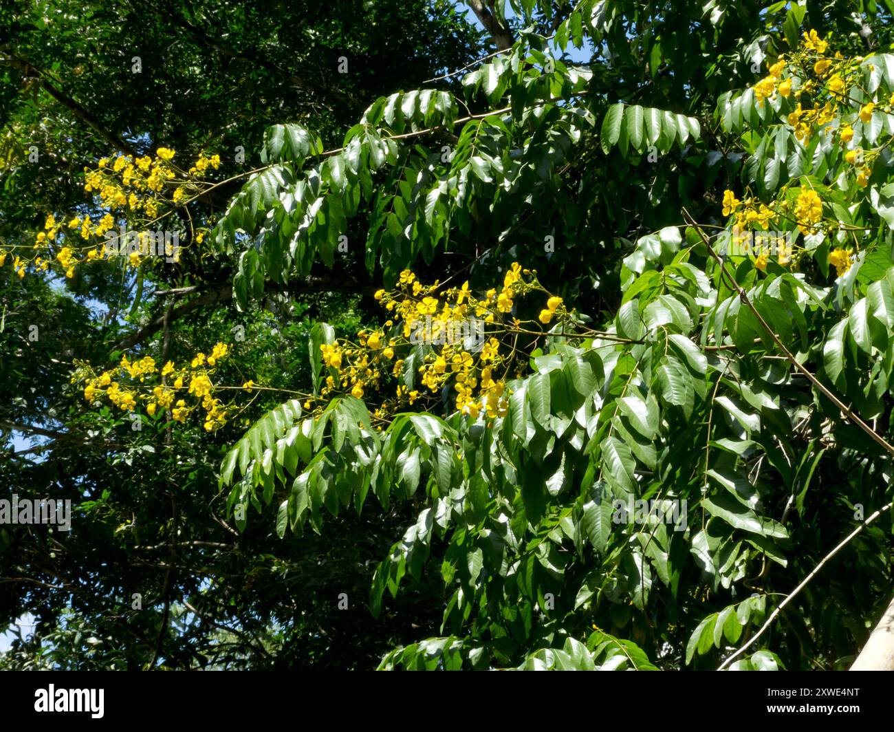flowering plants (Angiospermae) Plantae Stock Photo - Alamy