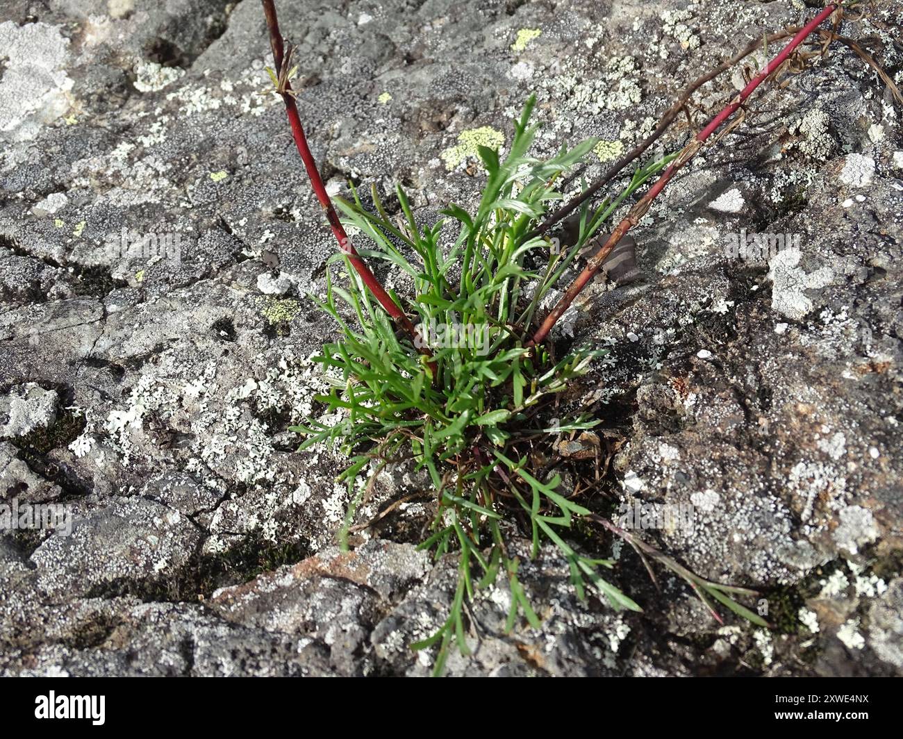 Field Sagewort (Artemisia campestris) Plantae Stock Photo - Alamy