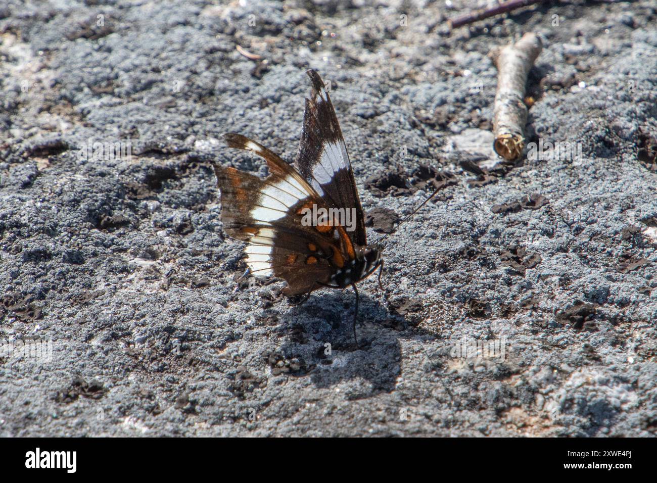 American White Admiral (Limenitis arthemis arthemis) Insecta Stock ...