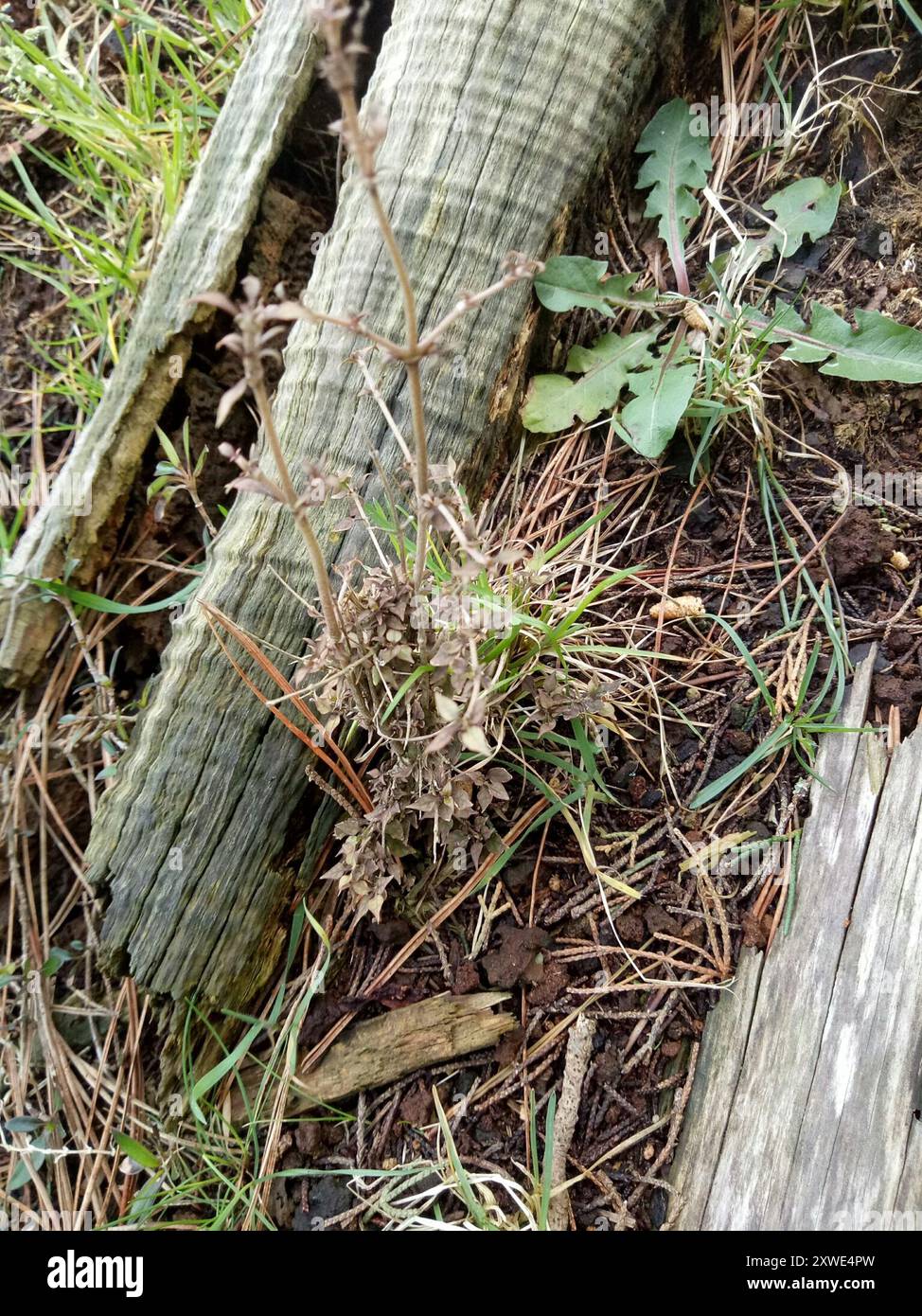 thin leaved coprosma (Coprosma areolata) Plantae Stock Photo - Alamy