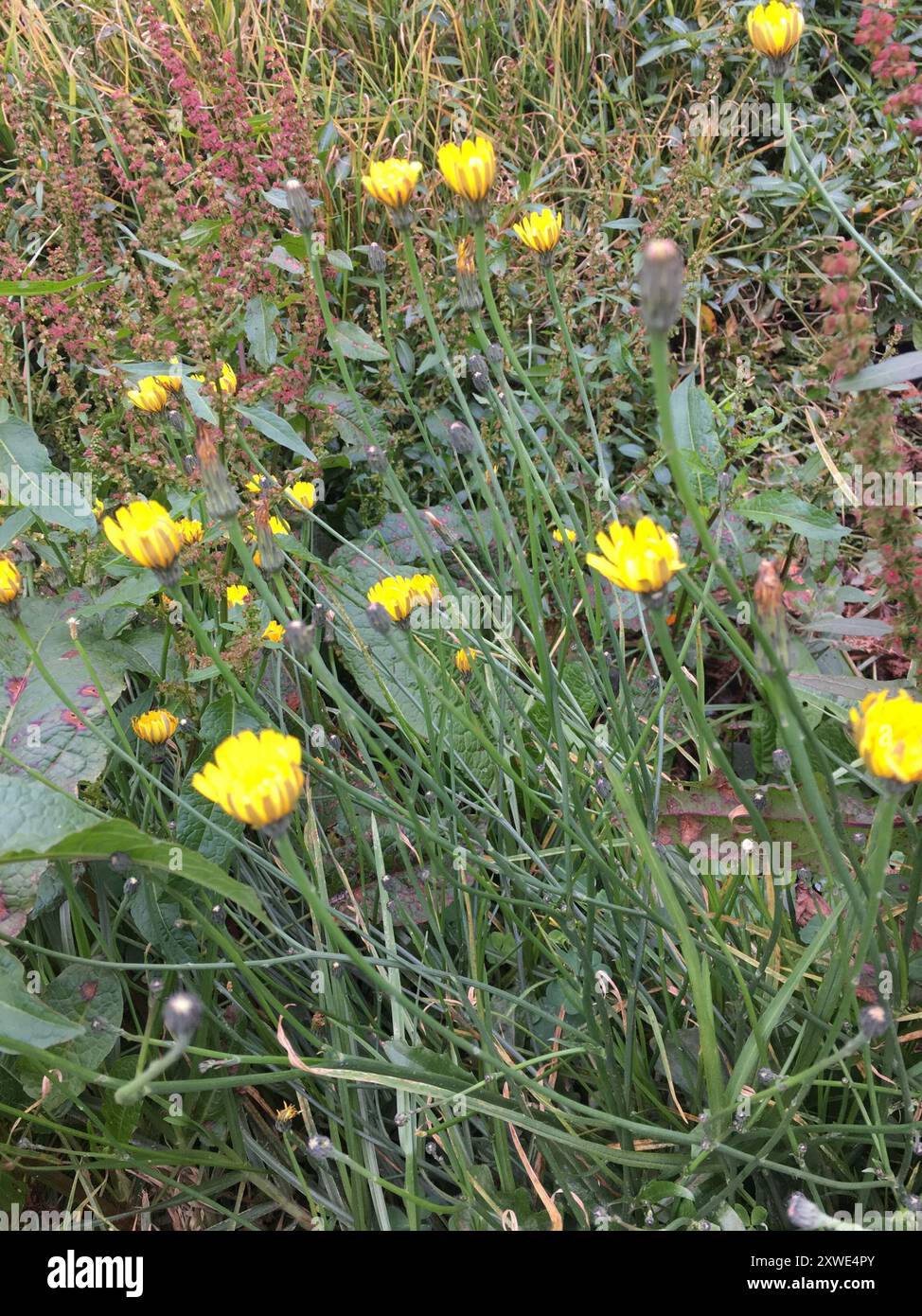 Common Cat's-ear (Hypochaeris radicata) Plantae Stock Photo - Alamy