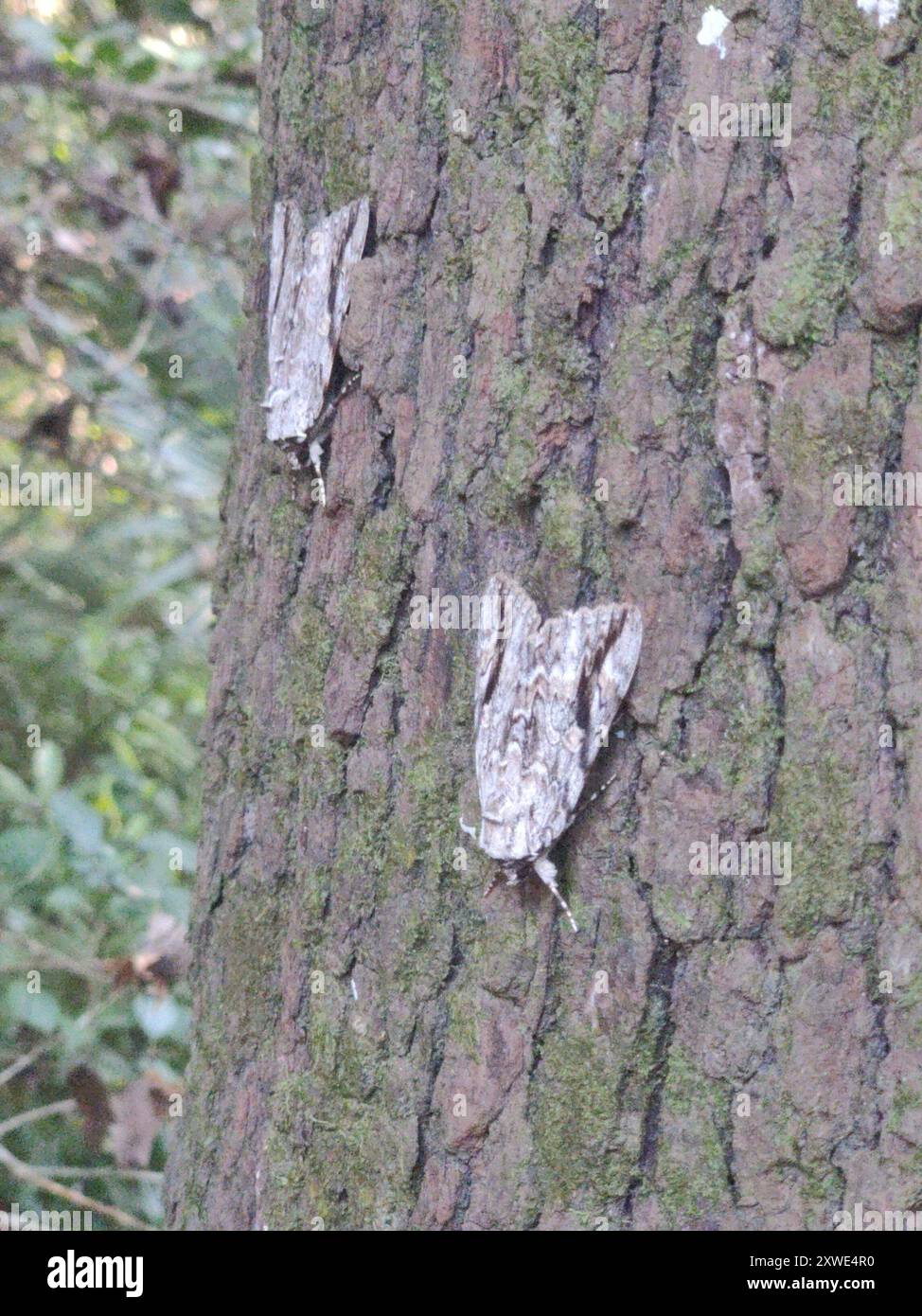 Sad Underwing (Catocala maestosa) Insecta Stock Photo - Alamy